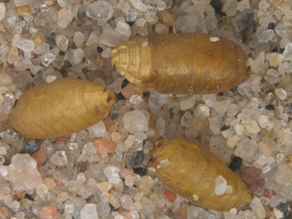 Fiche 77 La mouche de la pomme – Production fruitière intégrée