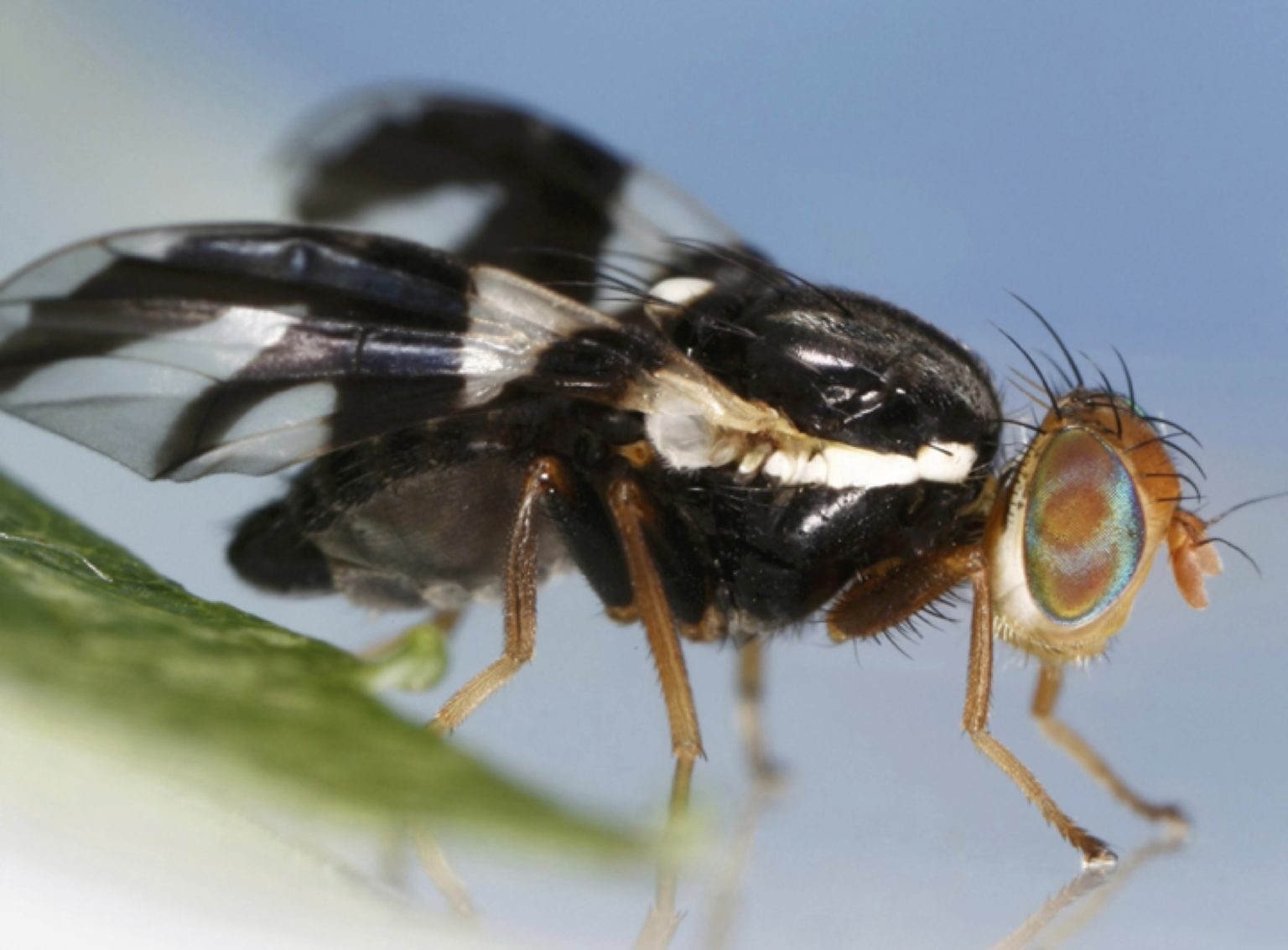 Focus sur une pratique à moindre risque (2): la lutte attracticide (GF ...